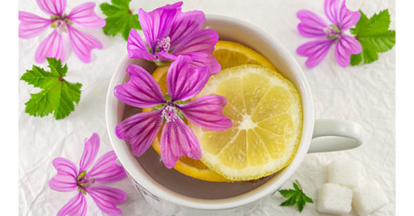 コモンマロウの効果・効能とは？育て方や成分までご紹介| ドクターサプリUSA